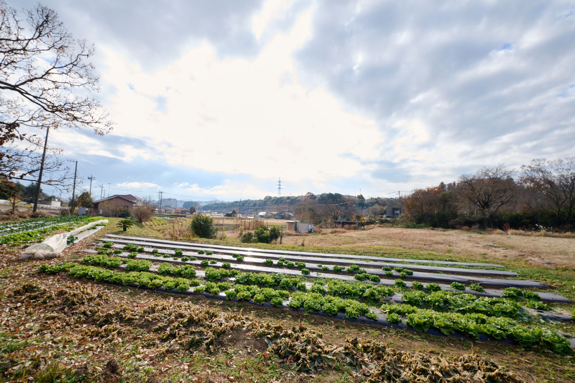 Exploring Urban Agriculture: The Story of &FARM YUGI : SHUNGATE