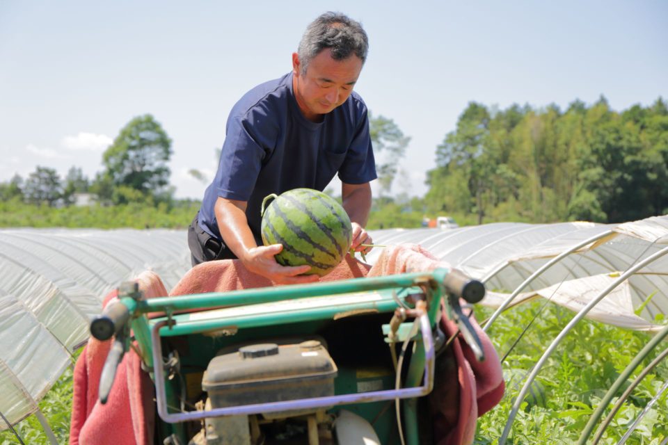 百年続く「スイカ」の産地、富里で夏の風物詩を堪能 : SHUN GATE : 日本の食文化を紹介